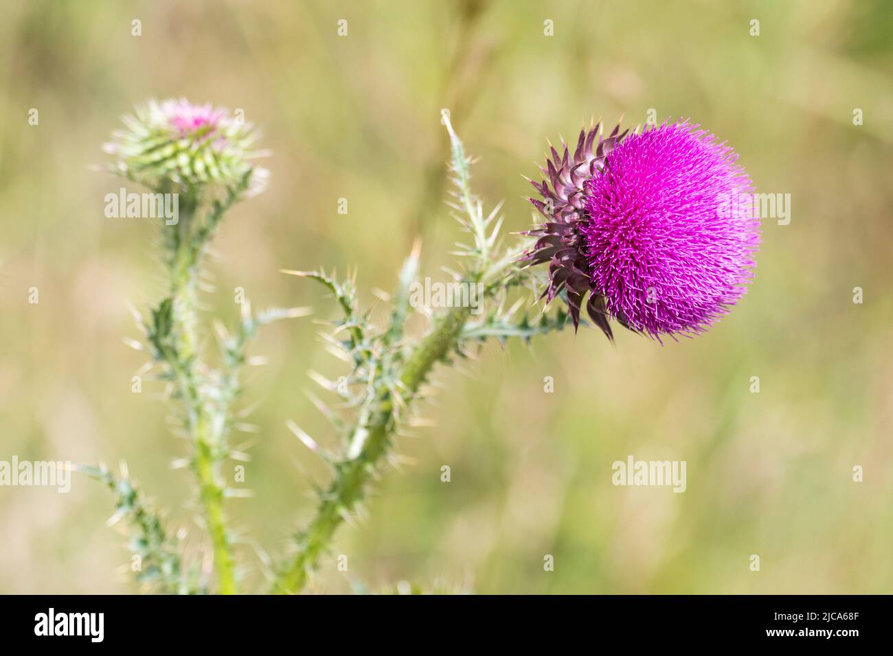 Carduus nutans, with the common names musk thistle, nodding thistle ...