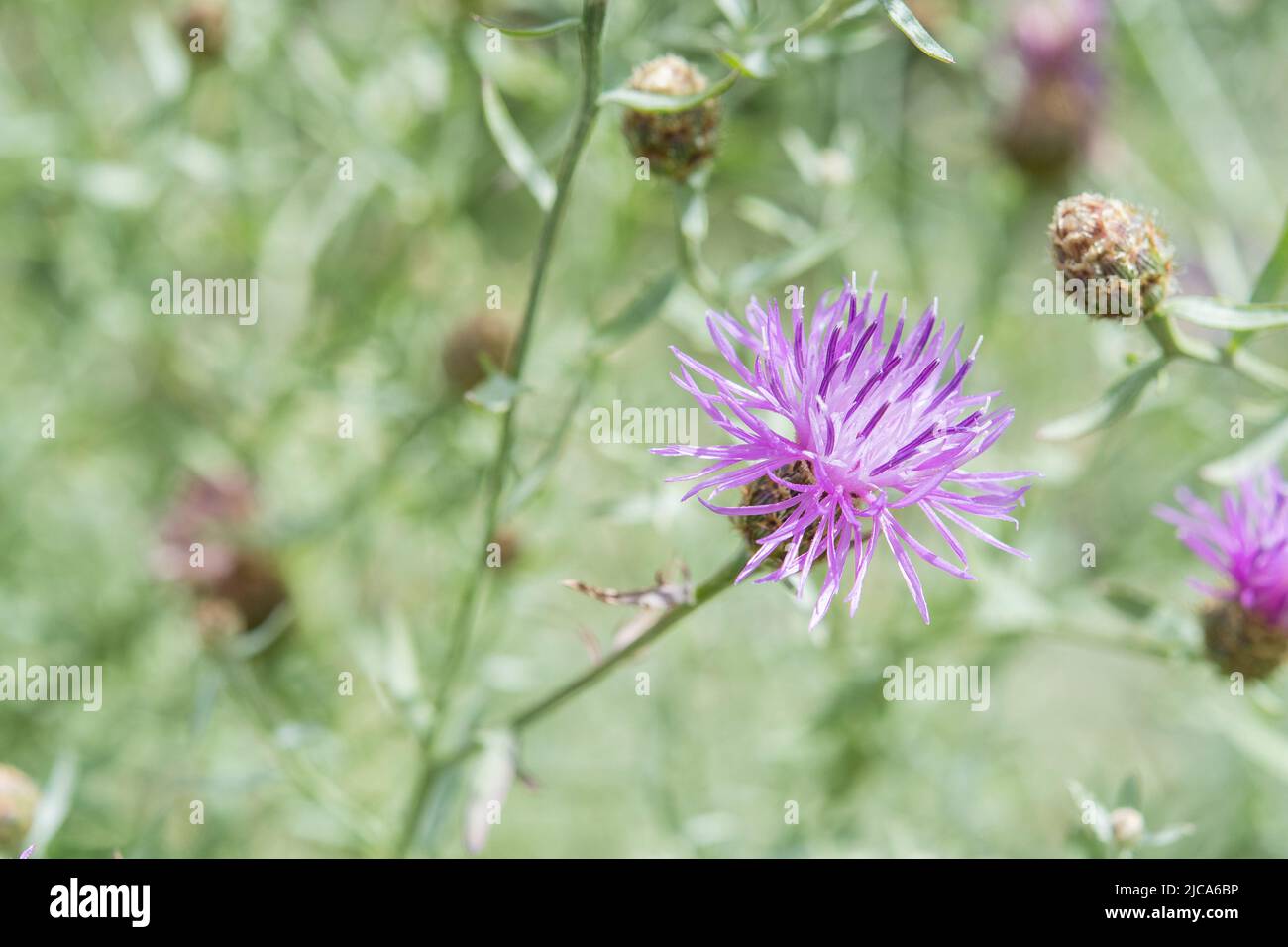 Centaurea valesiaca hi-res stock photography and images - Alamy
