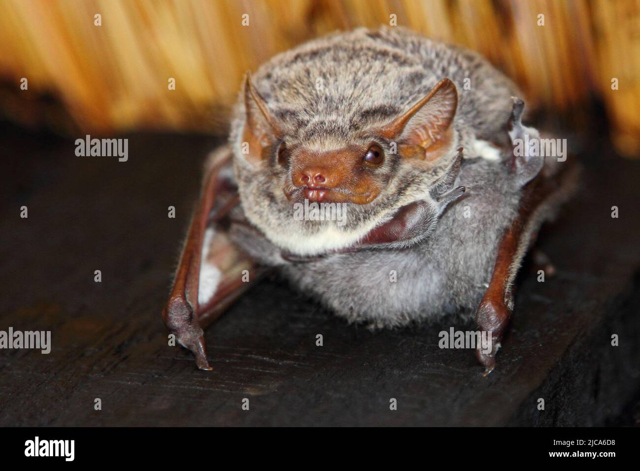 Mauritius-Grabfledermaus / Mauritian tomb bat / Taphozous mauritianus ...