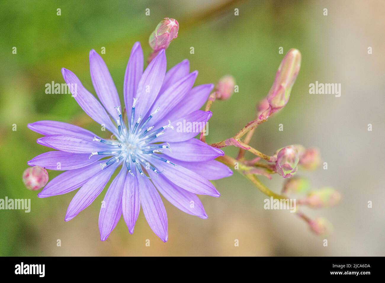 Common chicory (Cichorium intybus) is a somewhat woody, perennial ...