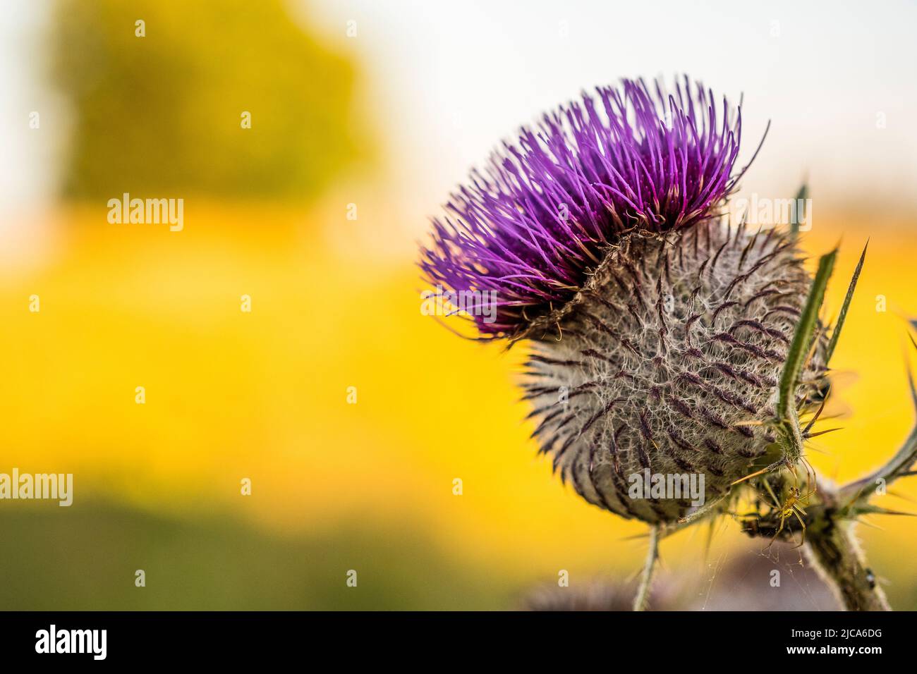 Cirsium eriophorum, the woolly thistle, is a herbaceous biennial ...