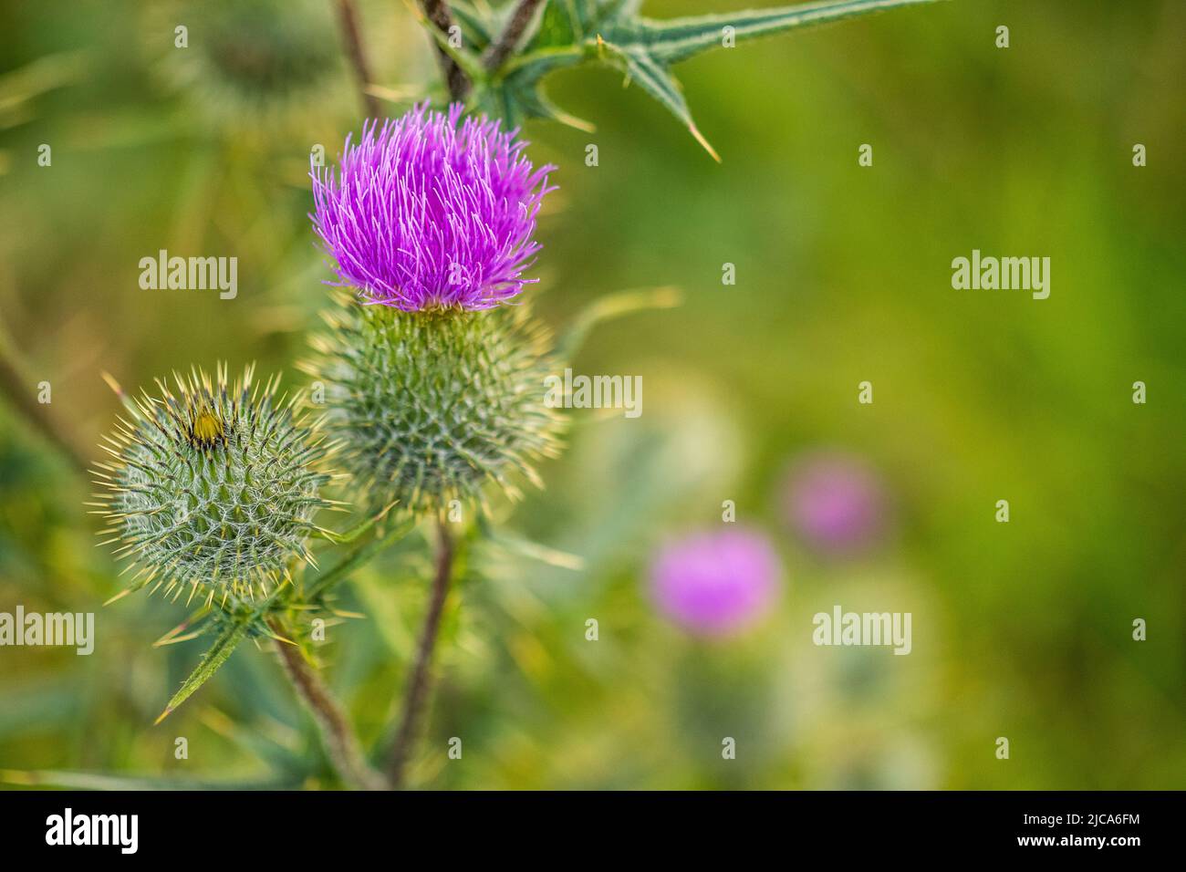 Cirsium vulgare, the spear thistle, bull thistle, or common thistle, is ...
