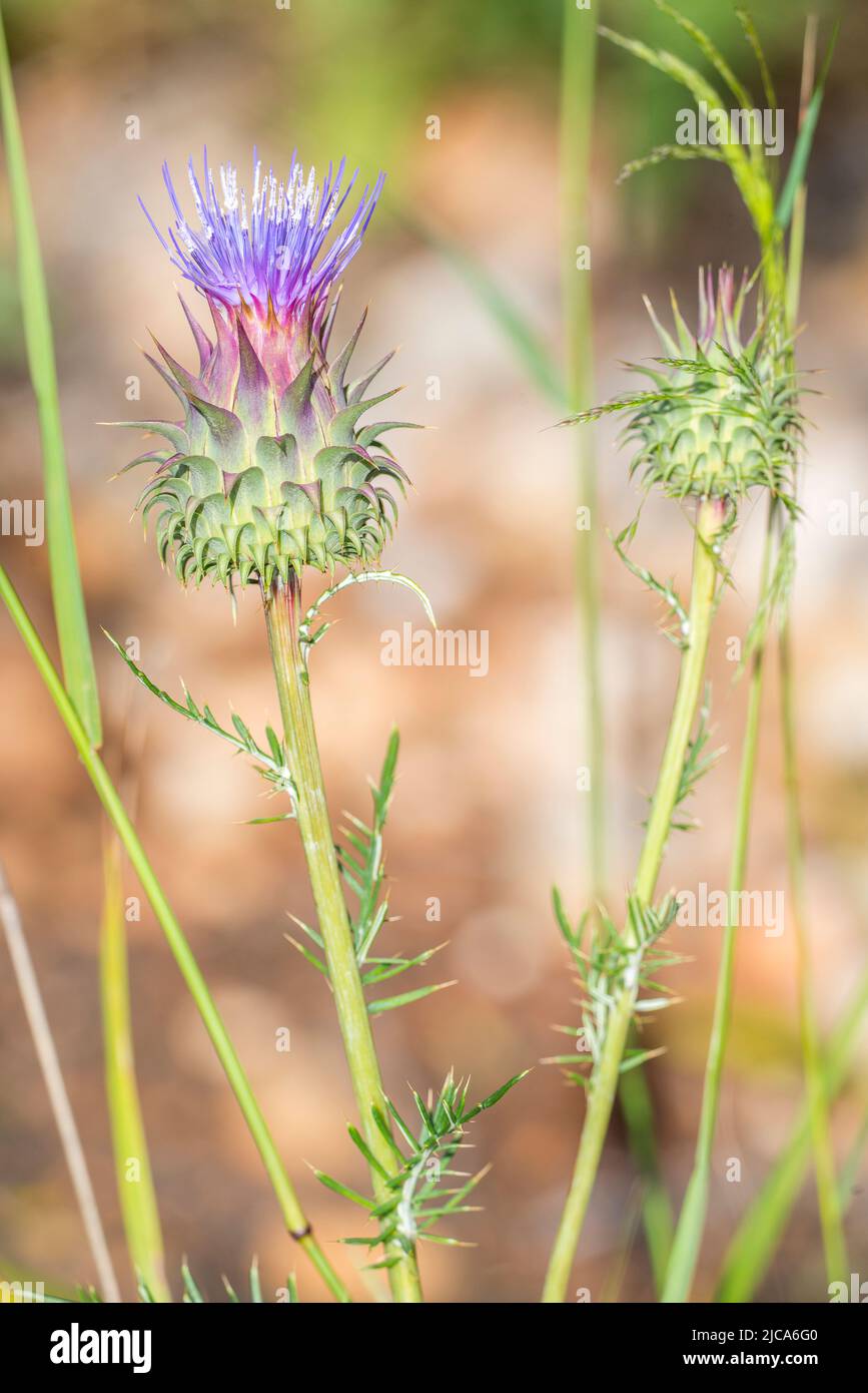 Cynara humilis, called wild thistle, is a species of flowering plant in ...