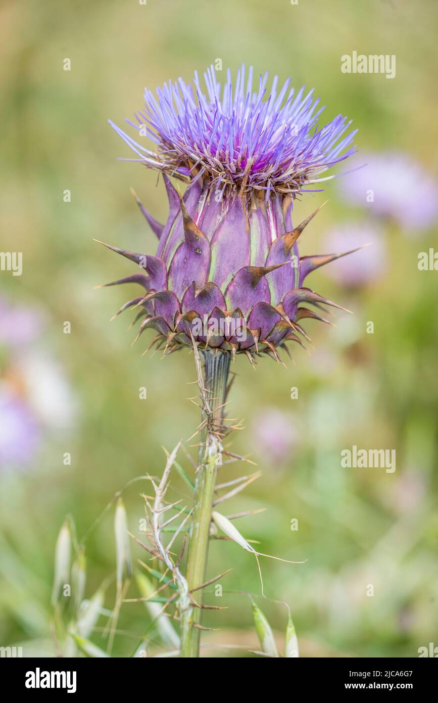 Cynara humilis, called wild thistle, is a species of flowering plant in ...