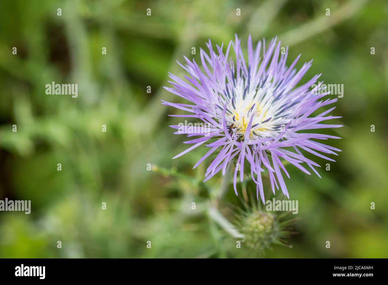 Galactites tomentosus, the purple milk thistle, is a biennial ...