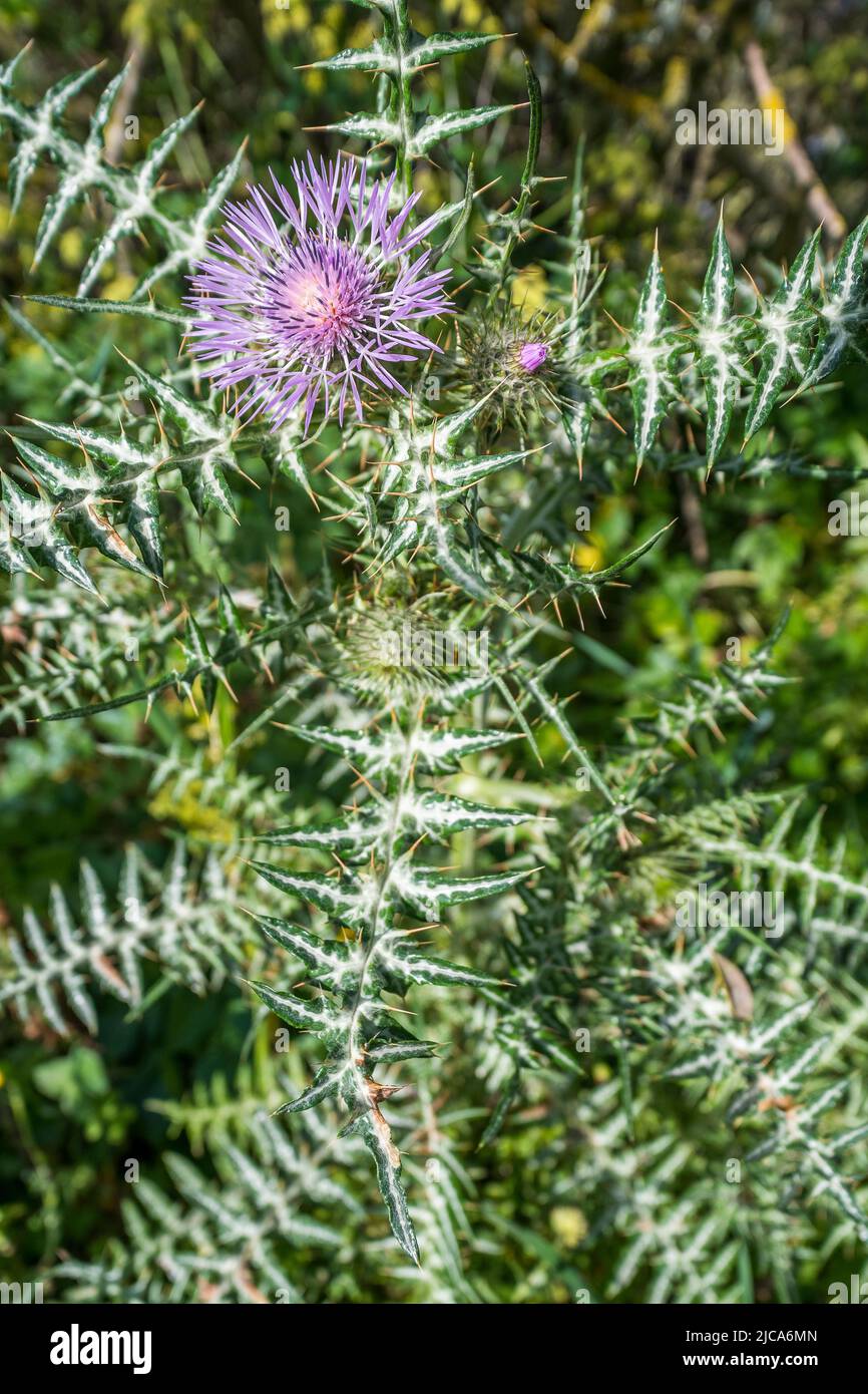 Galactites tomentosus, the purple milk thistle, is a biennial ...