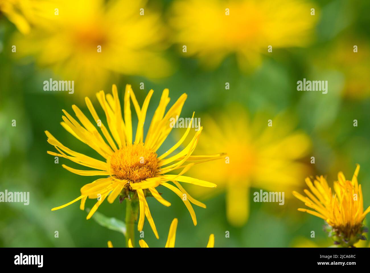 Inula salicina (common name Irish fleabane (UK) or willowleaf ...