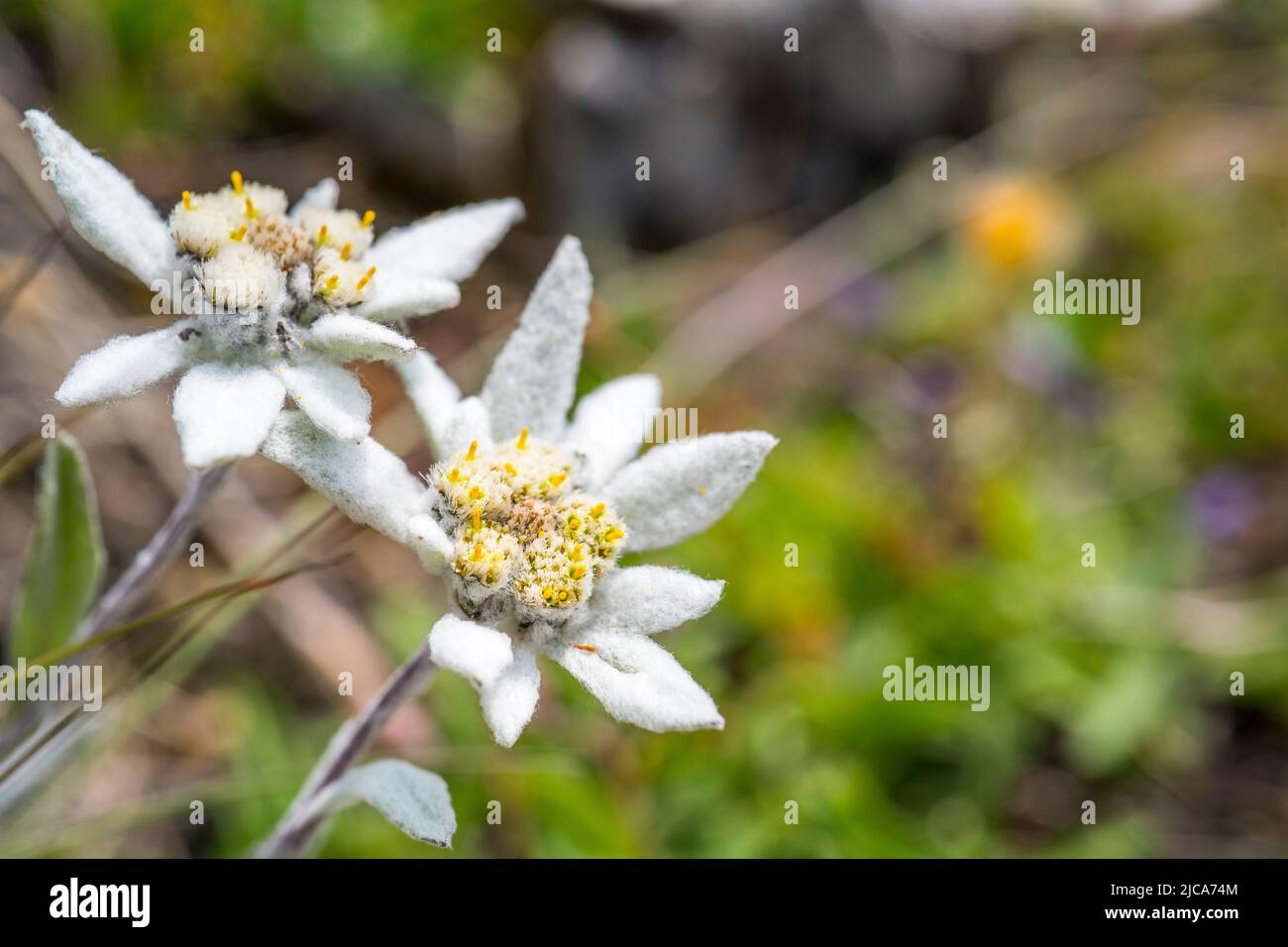 Leontopodium nivale, commonly called edelweiss, is a mountain flower ...