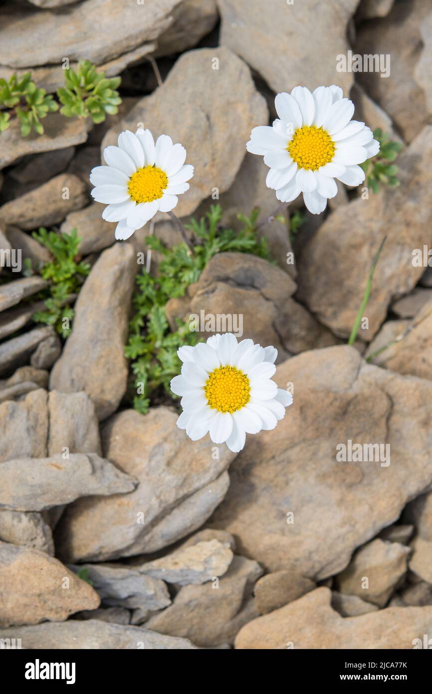 Alpine Moon-daisy (Leucanthemopsis alpina Stock Photo - Alamy