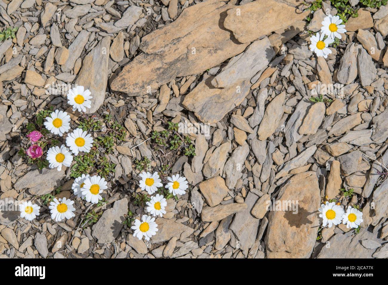 Alpine Moon-daisy (Leucanthemopsis alpina Stock Photo - Alamy