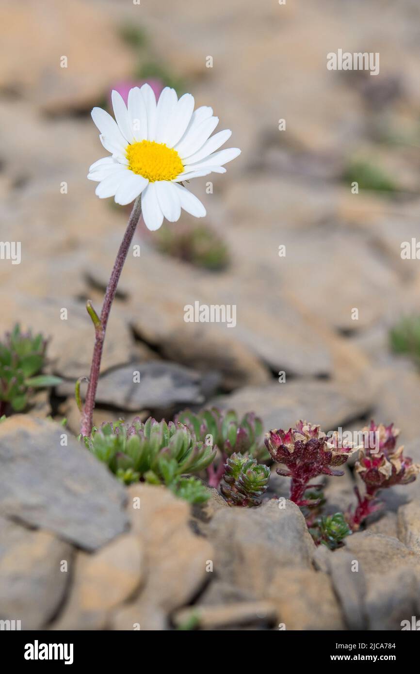 Alpine Moon-daisy (Leucanthemopsis alpina Stock Photo - Alamy