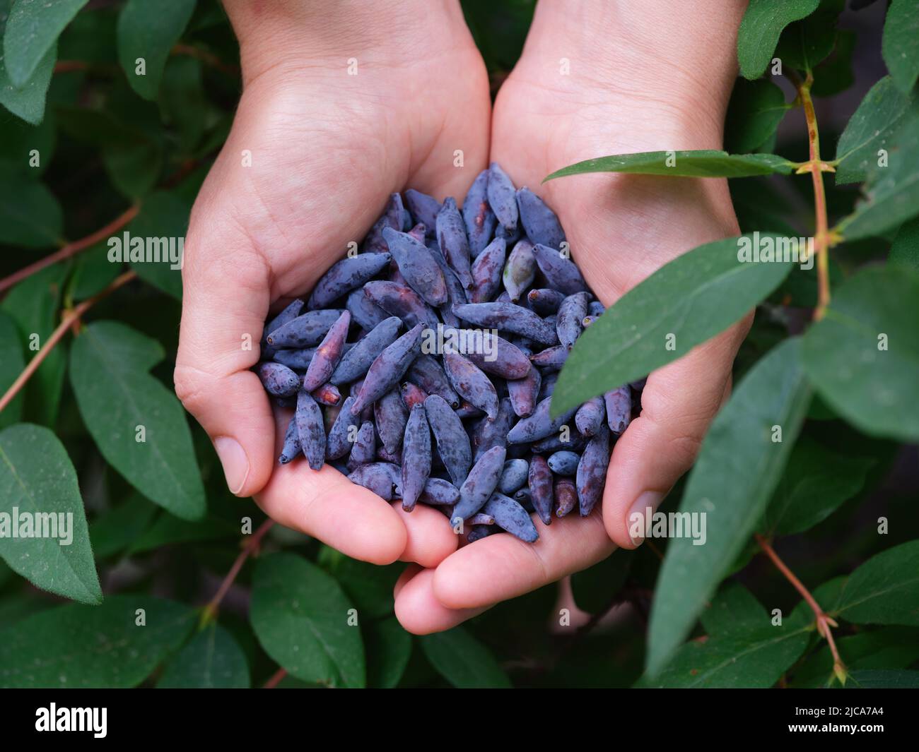 Haskap berry hi-res stock photography and images - Alamy