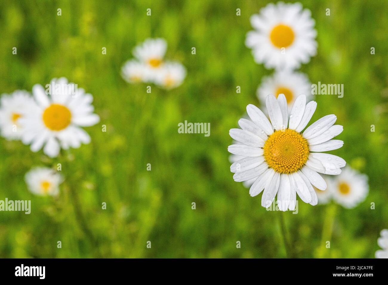 Leucanthemum vulgare, commonly known as the ox-eye daisy, oxeye daisy ...