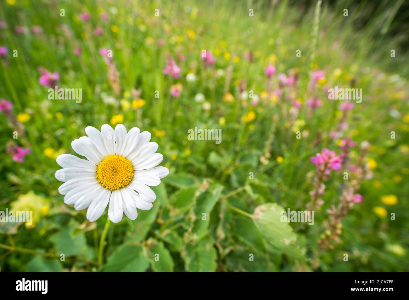 Leucanthemum vulgare, commonly known as the ox-eye daisy, oxeye daisy ...