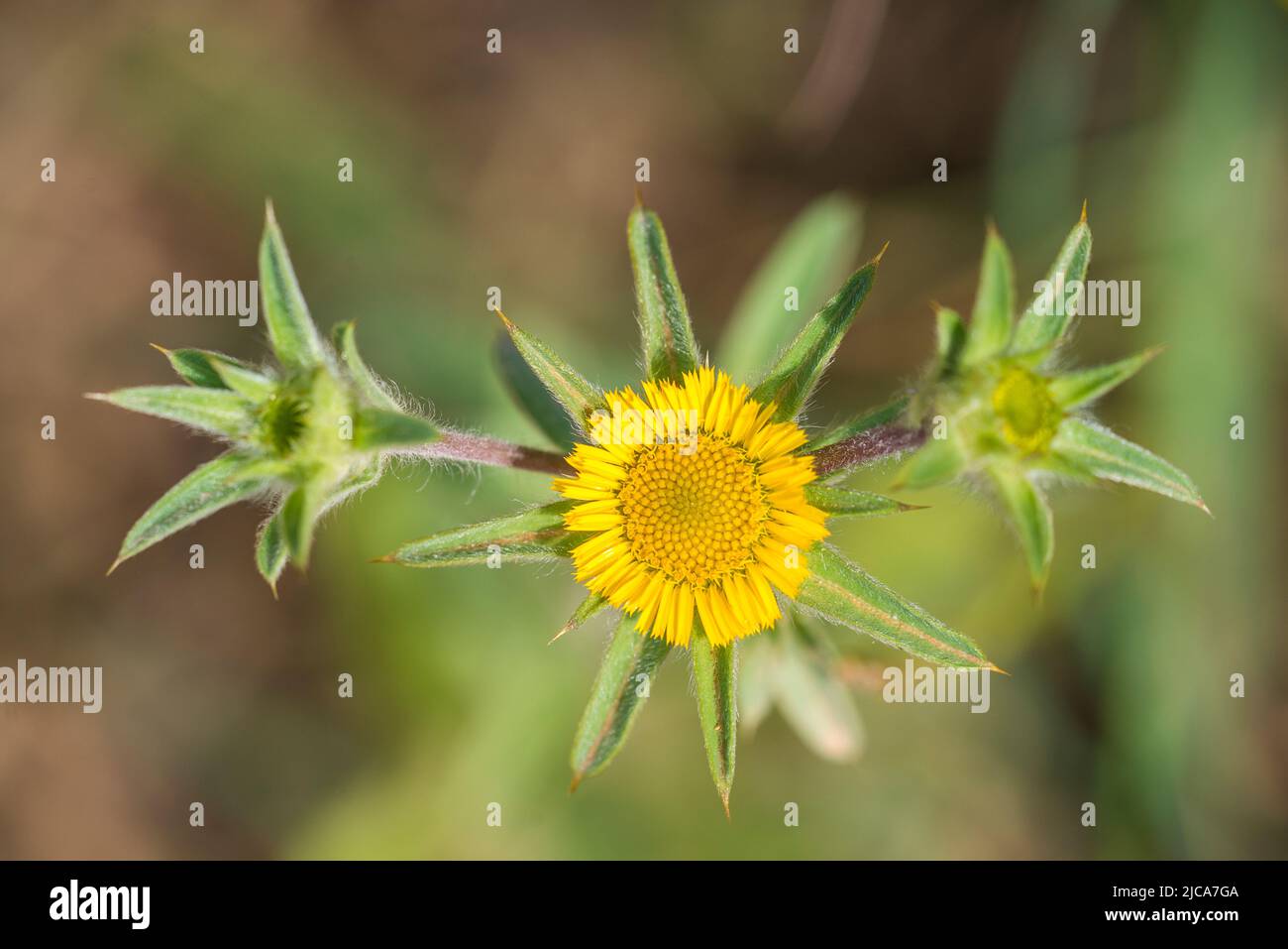 Pallenis spinosa, commonly known as spiny starwort or spiny golden star ...