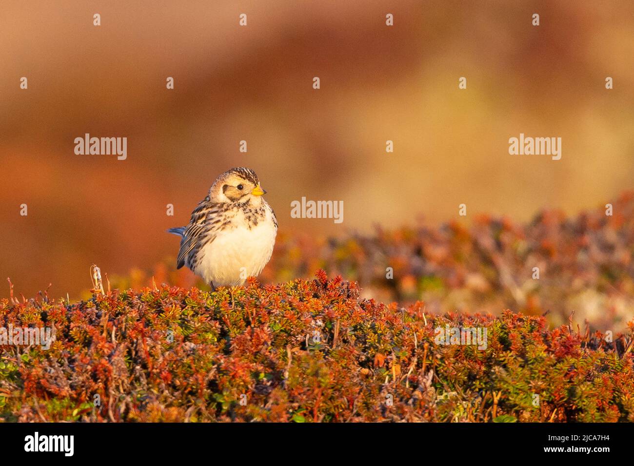 Lapland Longspur / Lapland Bunting (Calcarius lapponicus), female Stock ...