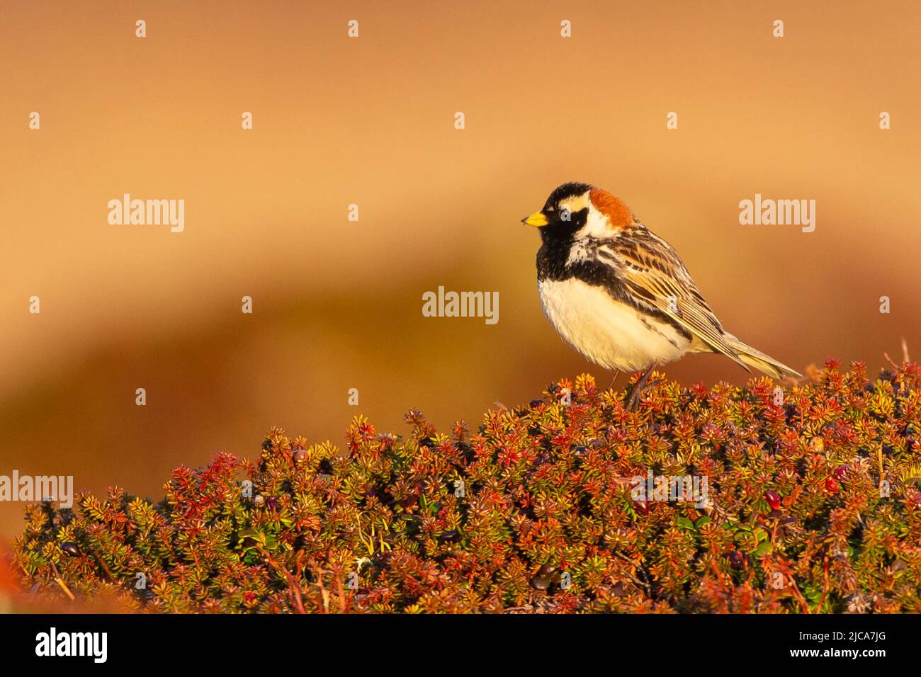 Lapland Longspur / Lapland Bunting (Calcarius lapponicus), male Stock ...