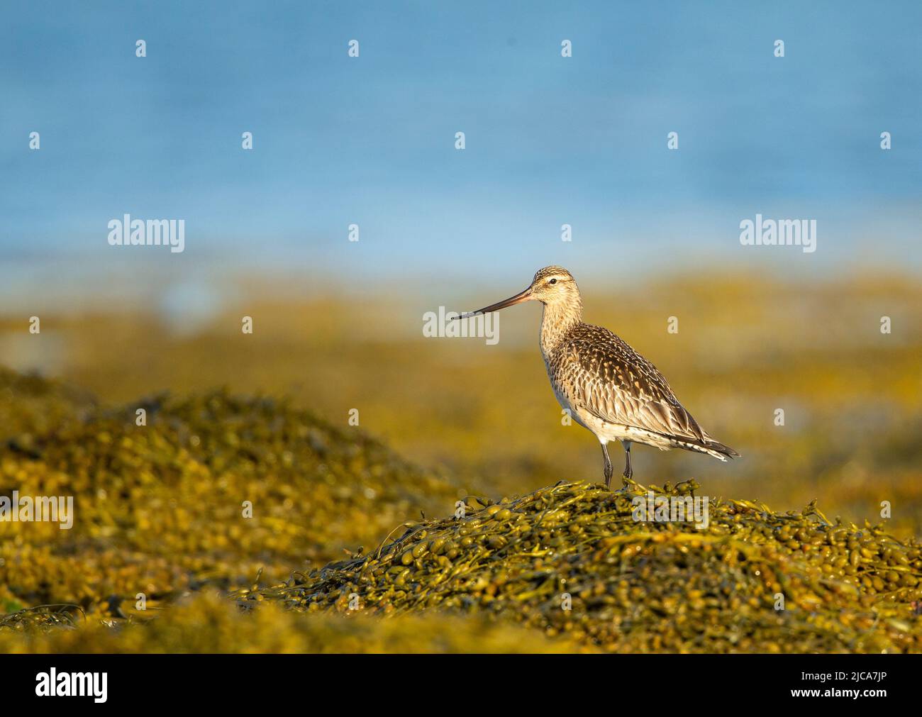 Bar-Tailed Godwit (Limosa lapponica Stock Photo - Alamy