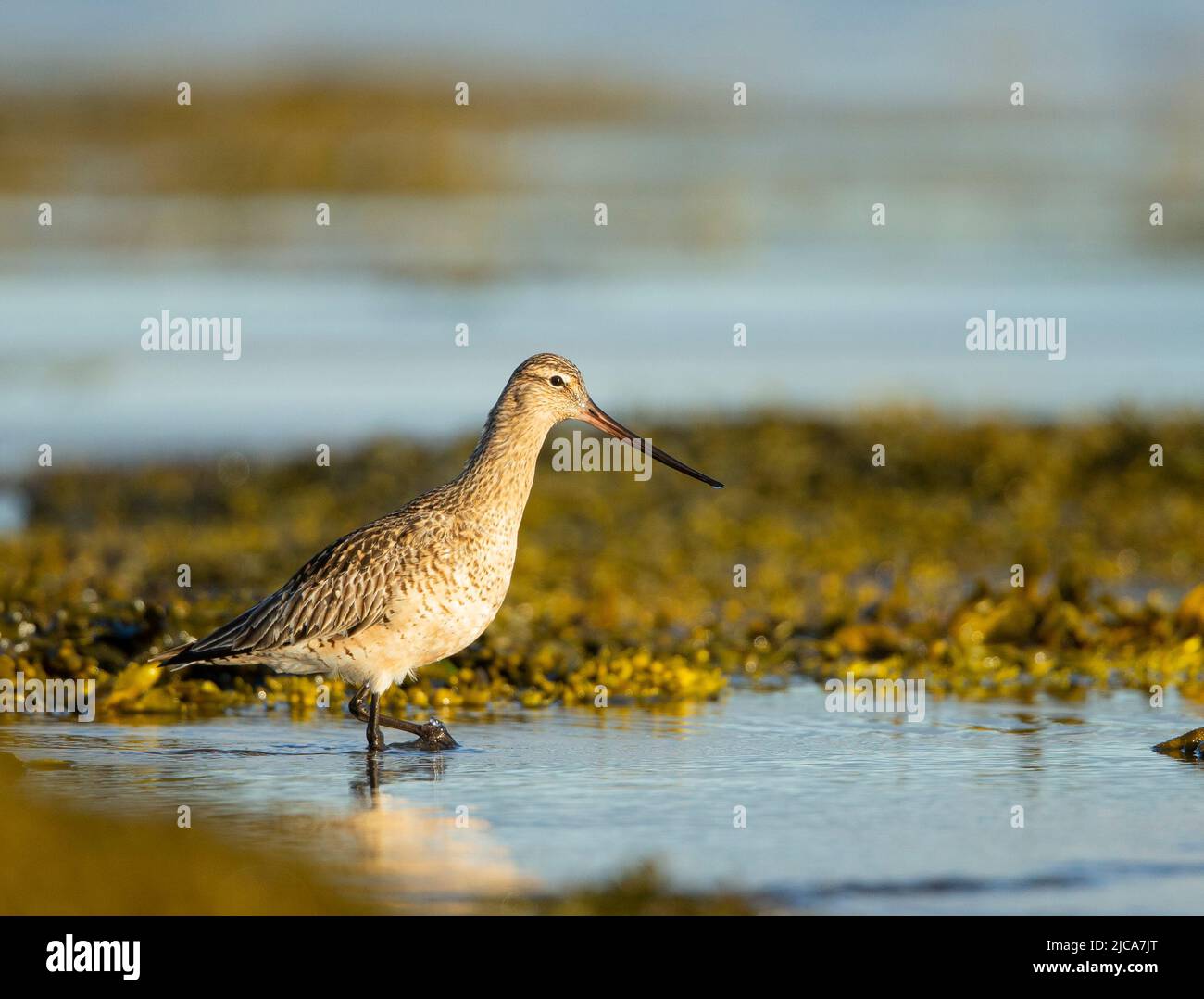 Bar-Tailed Godwit (Limosa lapponica Stock Photo - Alamy