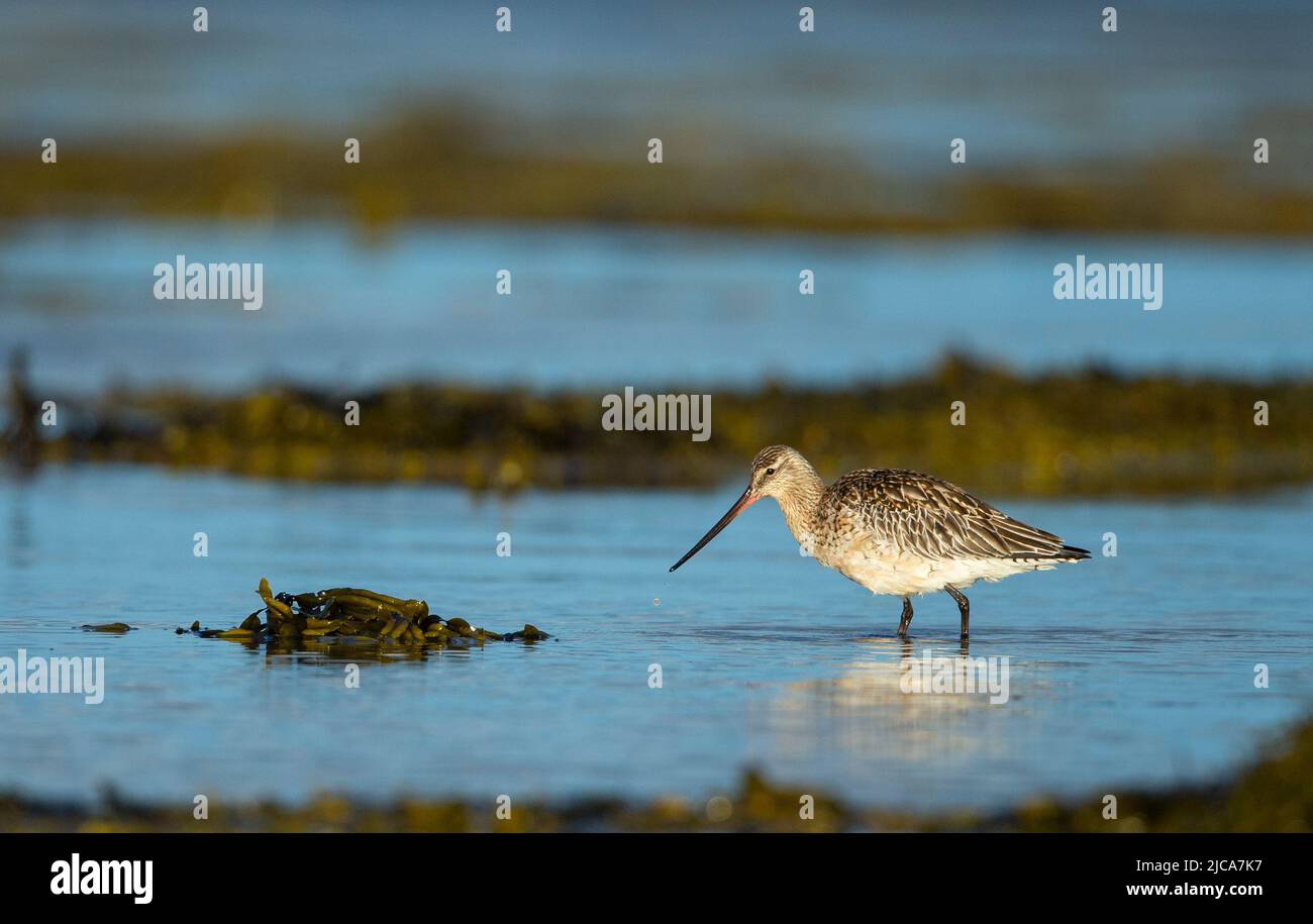 Bar-Tailed Godwit (Limosa lapponica Stock Photo - Alamy