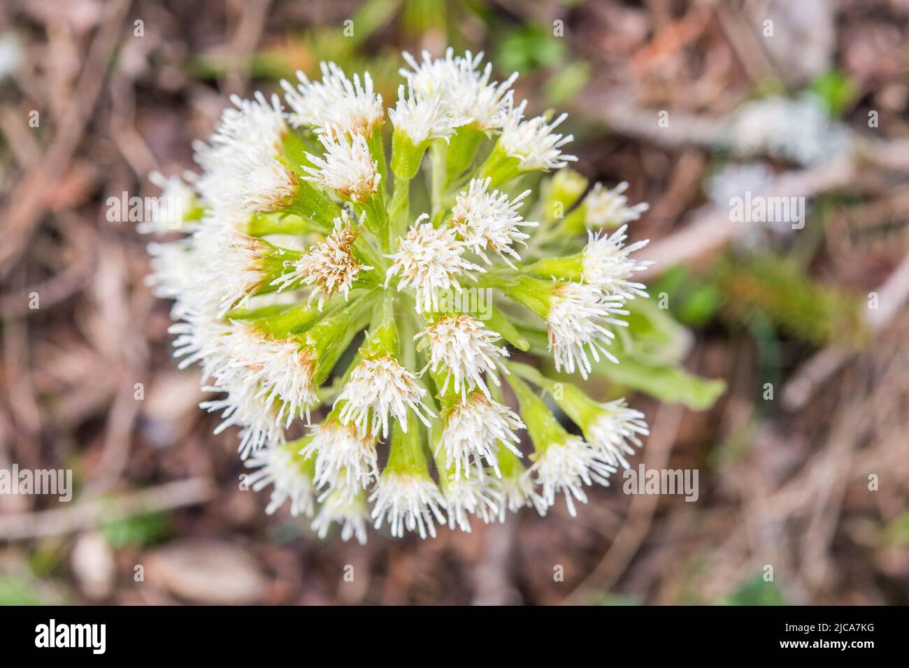 Petasites albus, the white butterbur is a flowering plant species in ...