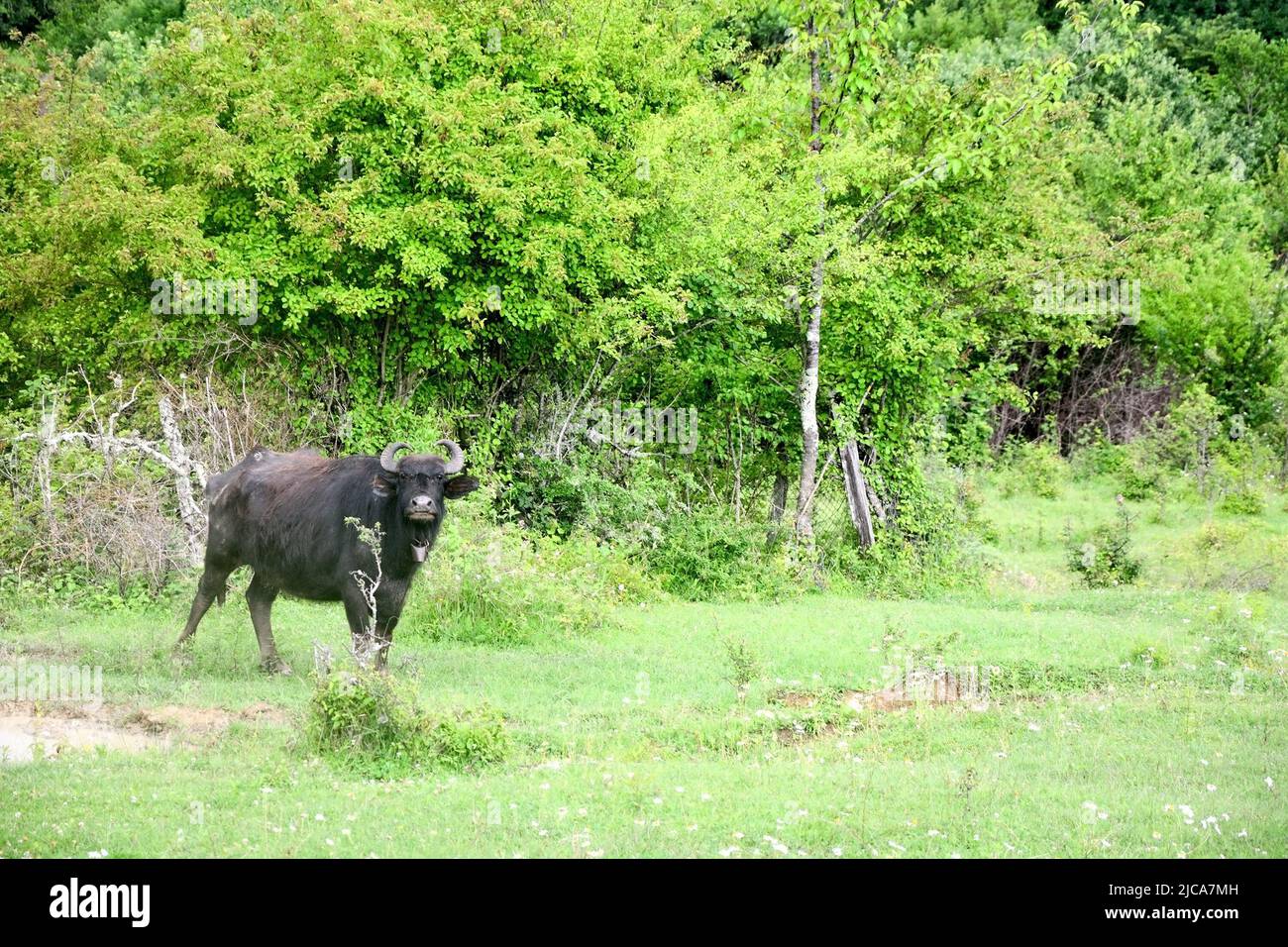 Single bull at the Abkhazian mountains Stock Photo - Alamy