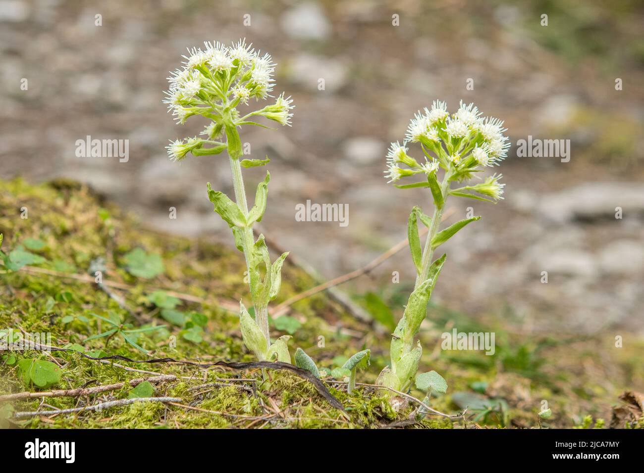 Petasites albus, the white butterbur is a flowering plant species in ...