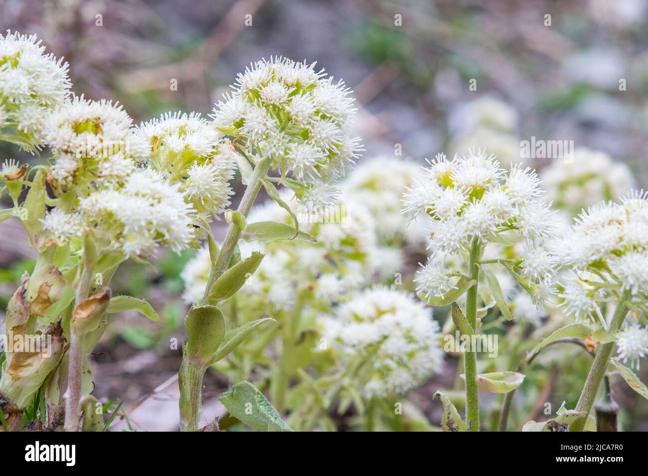 Petasites albus, the white butterbur is a flowering plant species in ...