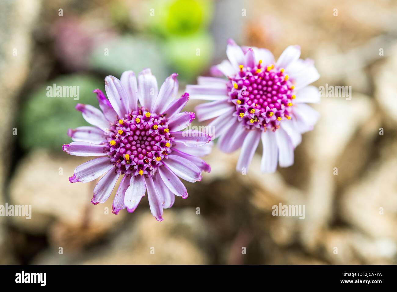 Senecio varicosus hi-res stock photography and images - Alamy