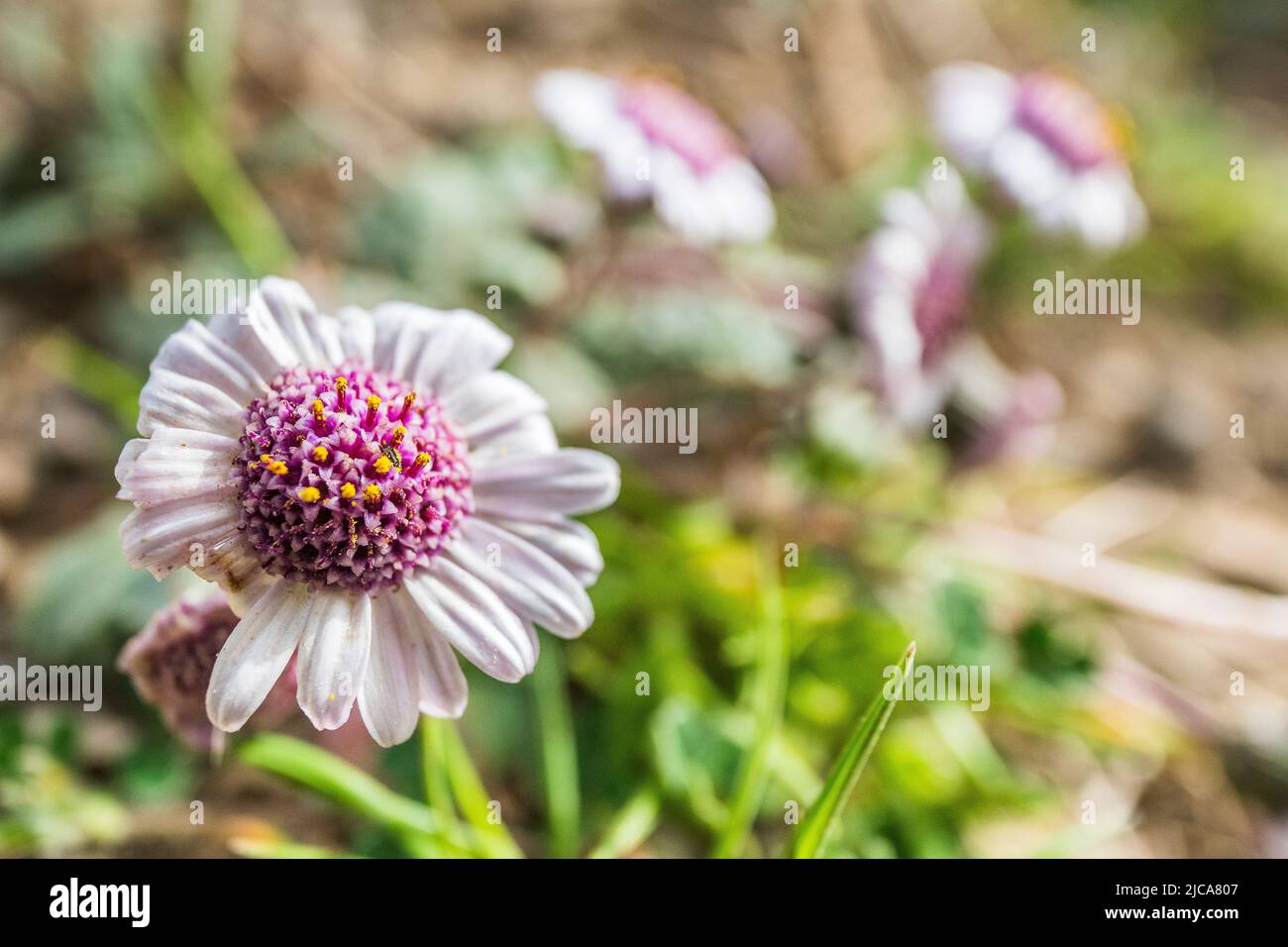 Senecio varicosus, in Menorca, Balearic Islands, Spain Stock Photo - Alamy