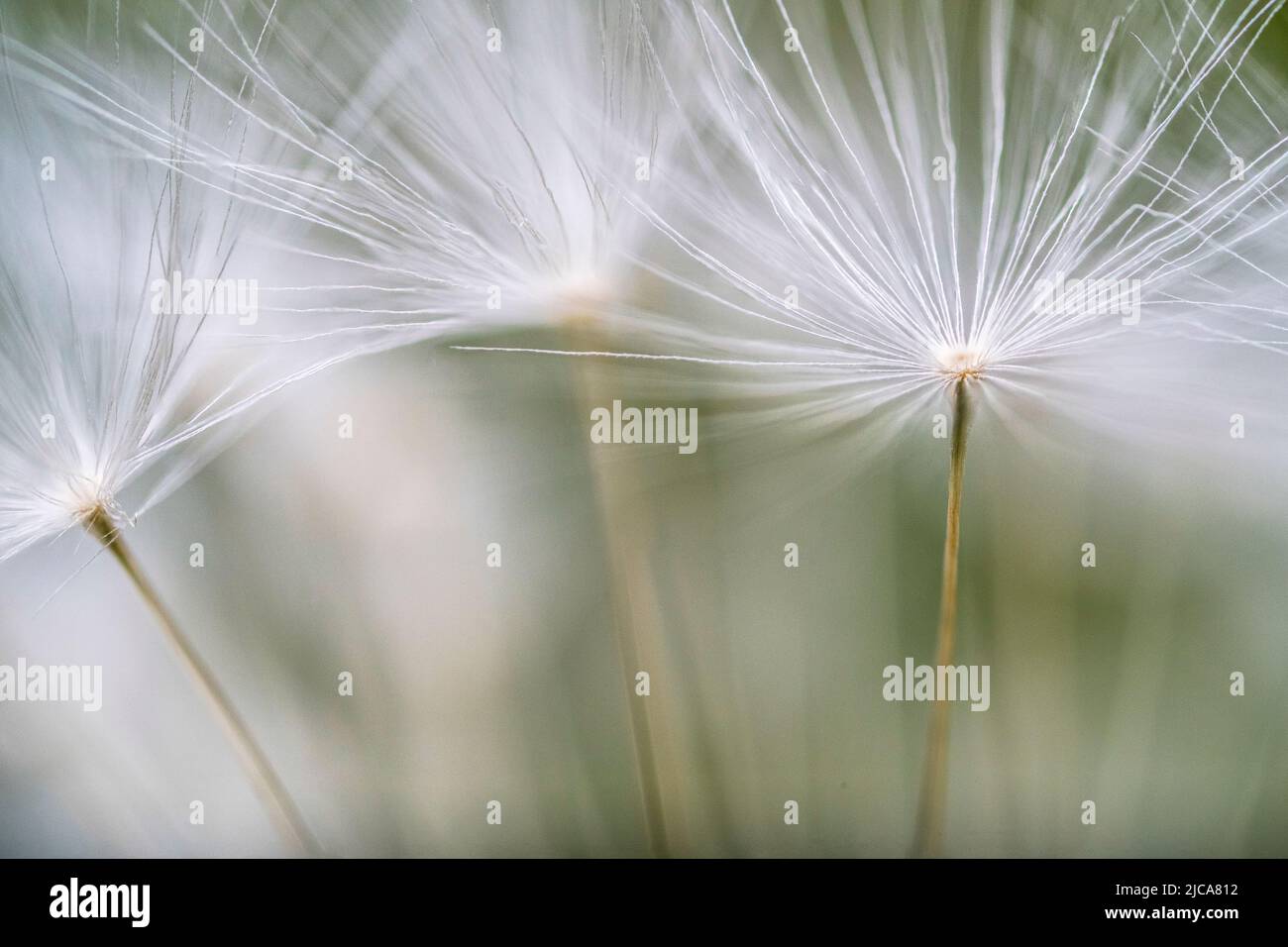 Taraxacum officinale, the dandelion or common dandelion, is a flowering ...
