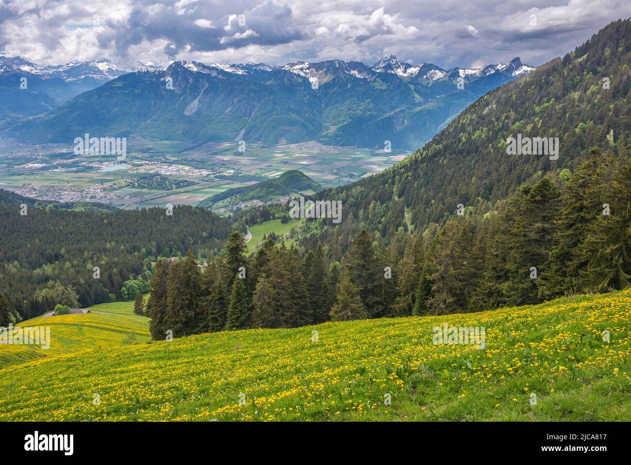 Taraxacum officinale, the dandelion or common dandelion, is a flowering ...