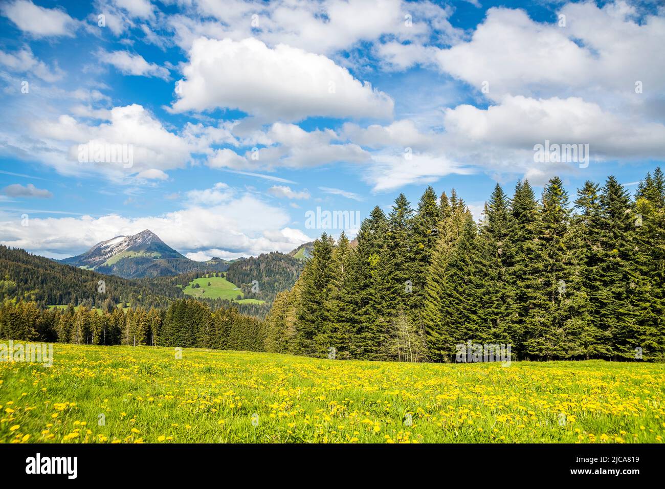 Taraxacum officinale, the dandelion or common dandelion, is a flowering ...