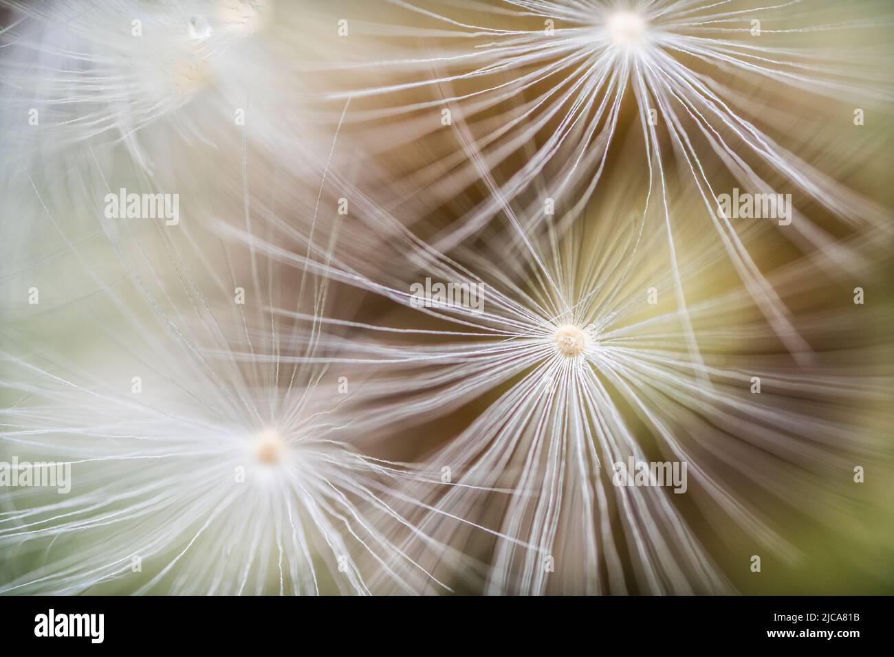 Taraxacum officinale, the dandelion or common dandelion, is a flowering ...
