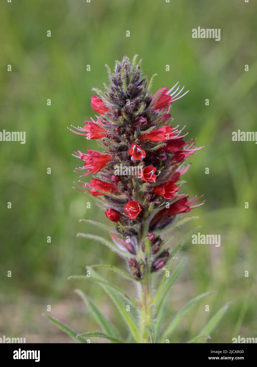 Red flowers of Russian Bugloss, Echium russicum (Echium rubrum ...