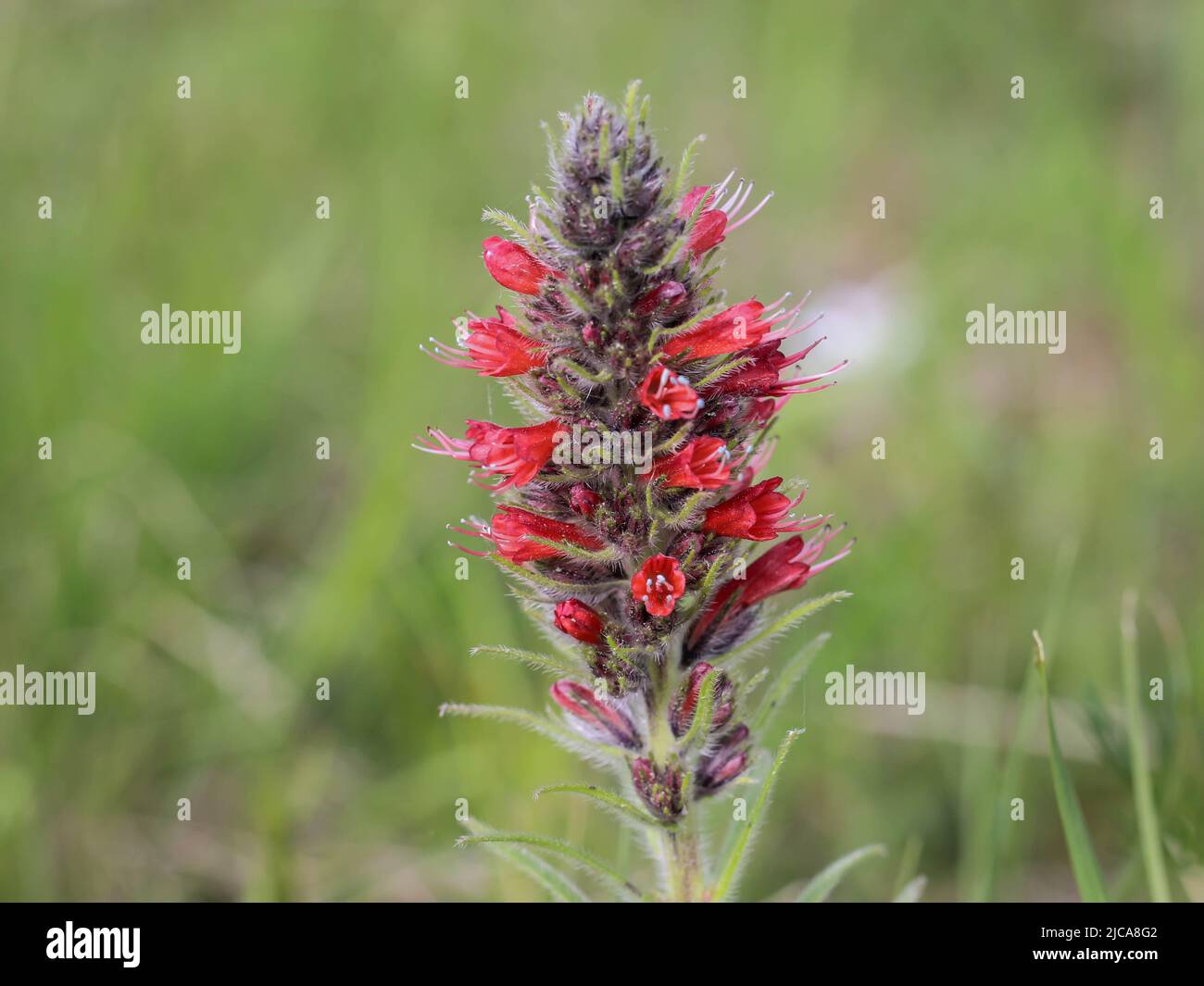 Red wild flowers serbia hi-res stock photography and images - Alamy