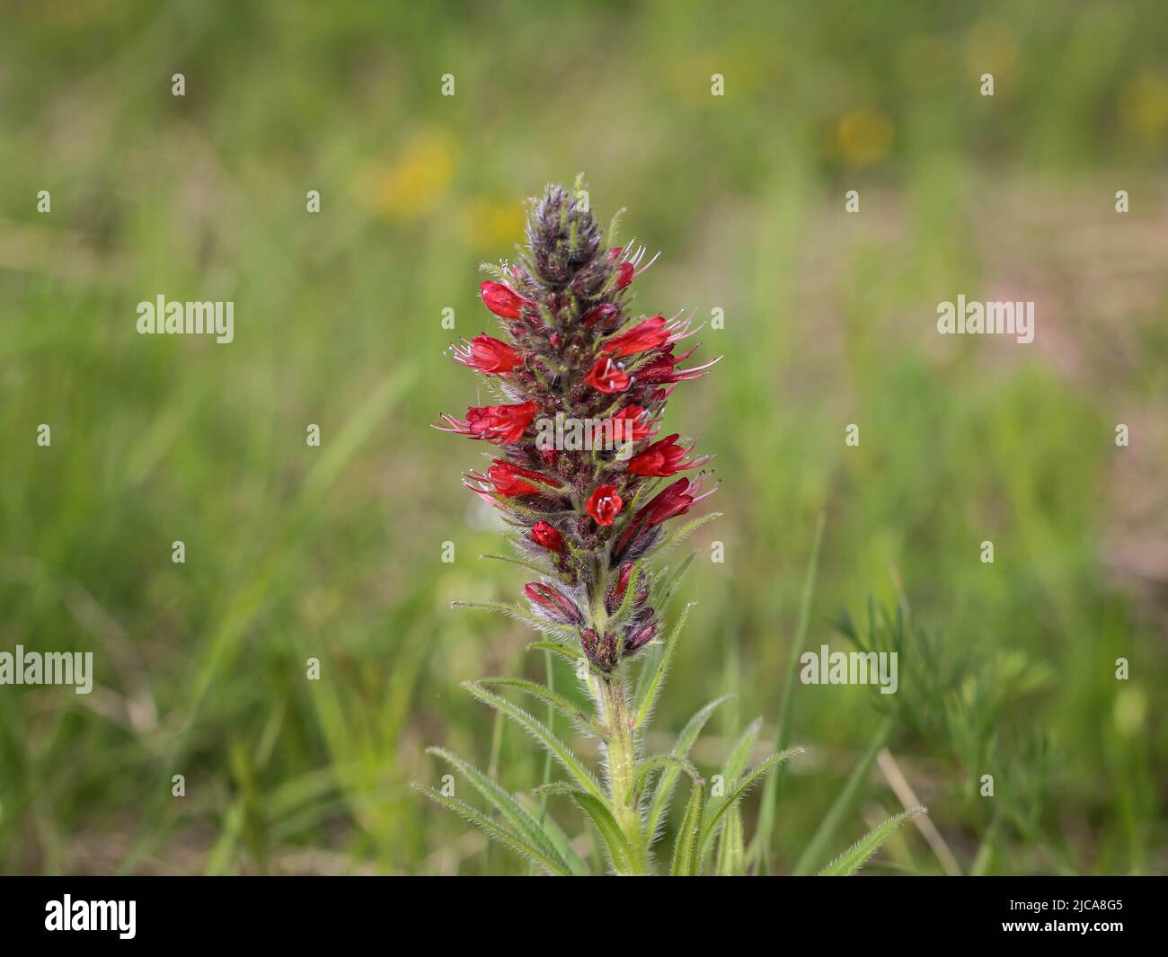 Red flowers of Russian Bugloss, Echium russicum (Echium rubrum ...