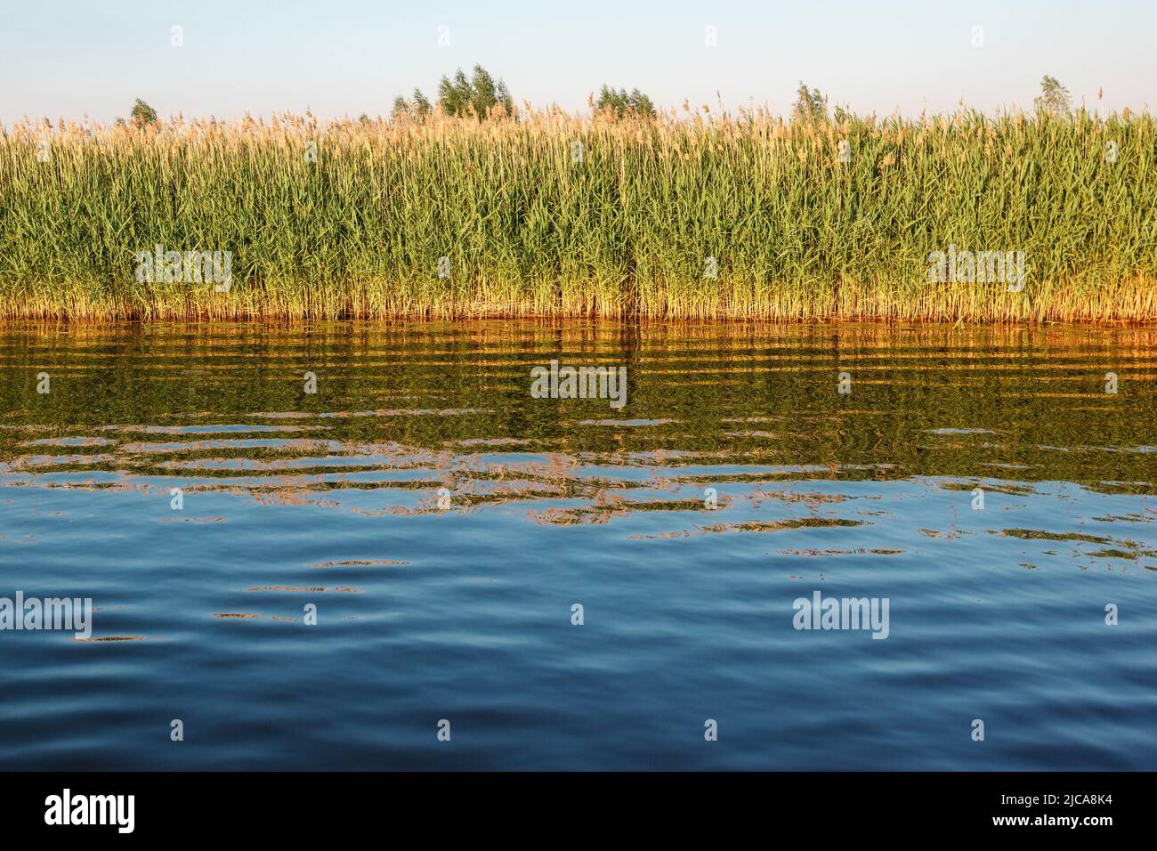 View of the river bank overgrown with reeds. Blue water and plants ...
