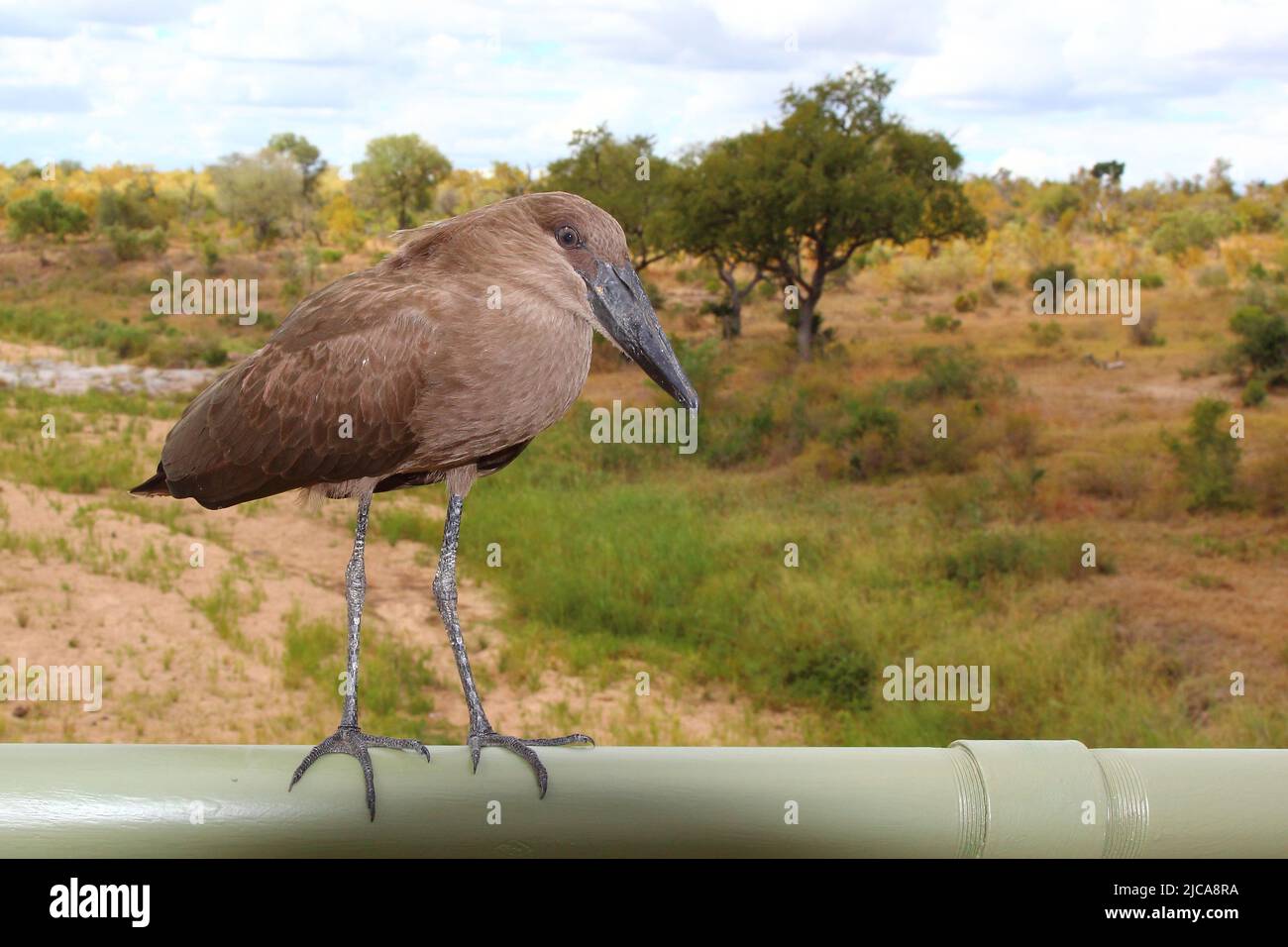 Hammerkopf / Hamerkop / Scopus umbretta Stock Photo - Alamy
