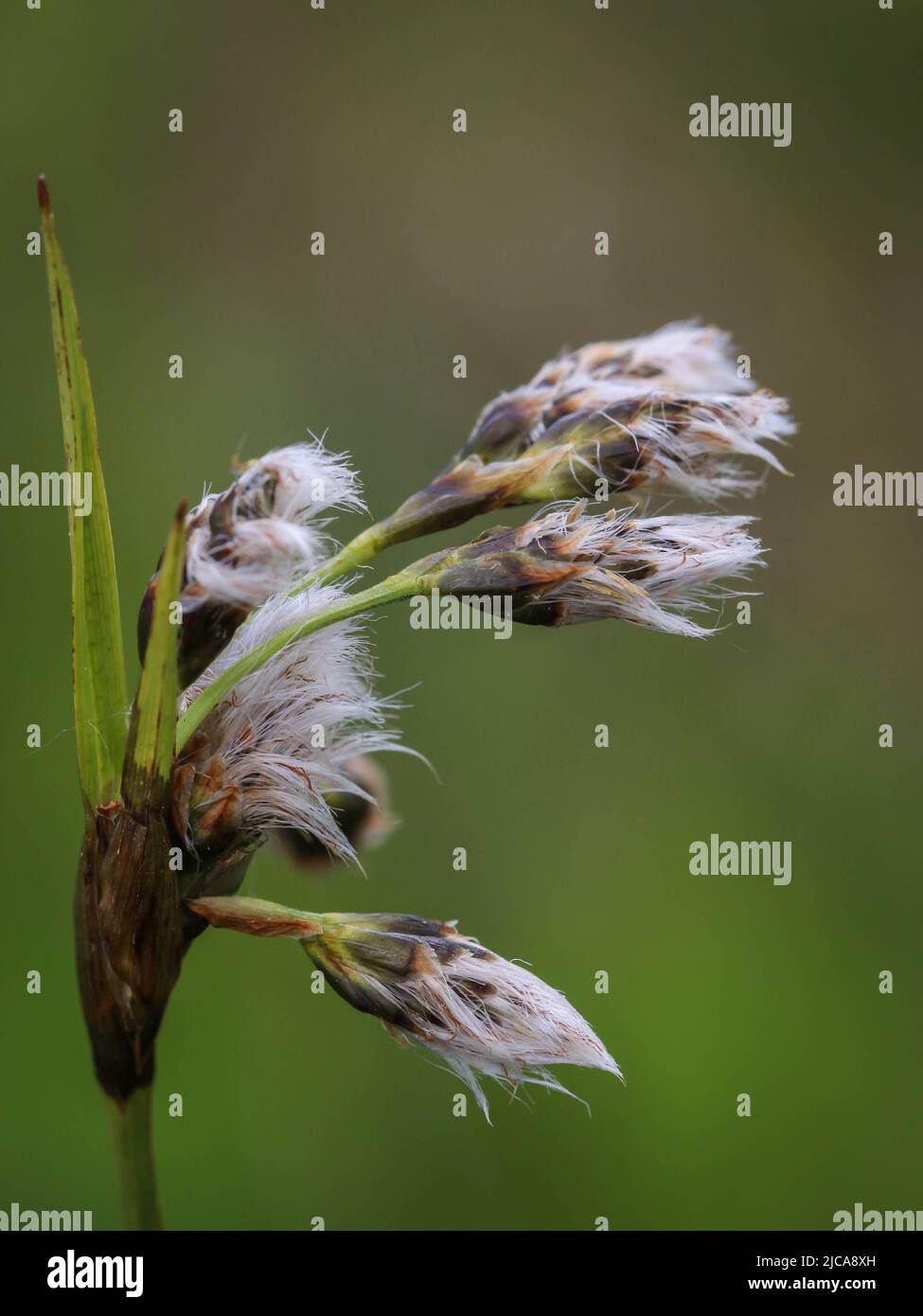 Fluffy white seeds of Eriophorum latifolium at National park Tara in ...