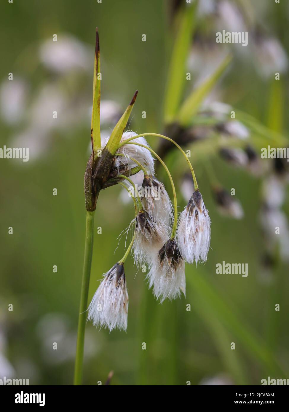 Fluffy white seeds of Eriophorum latifolium at National park Tara in ...
