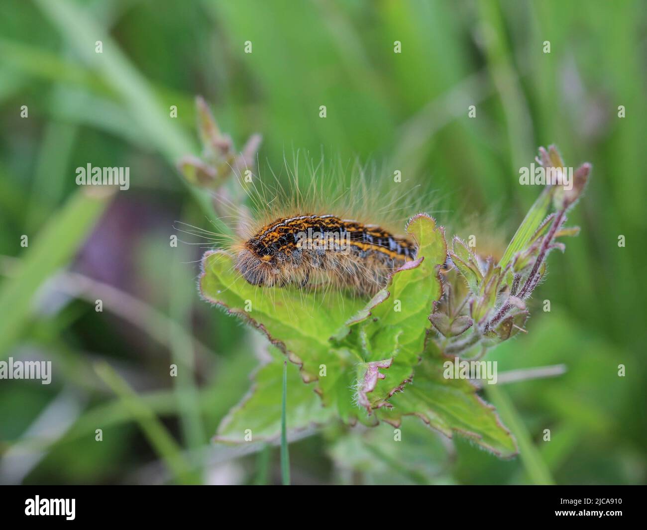Caterpillar of the ground lackey moth (latin name: Malacosoma ...