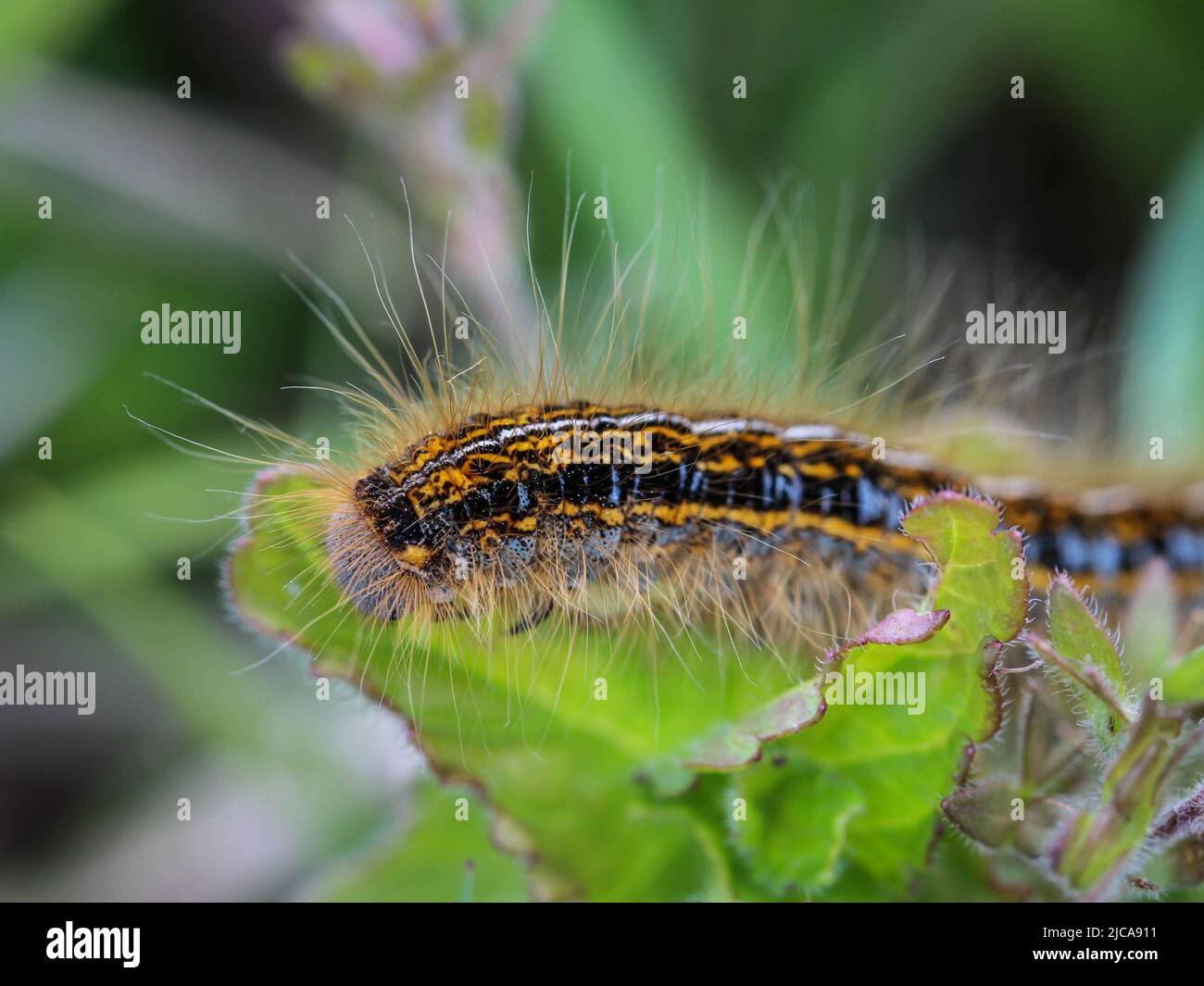 Caterpillar of the ground lackey moth (latin name: Malacosoma ...