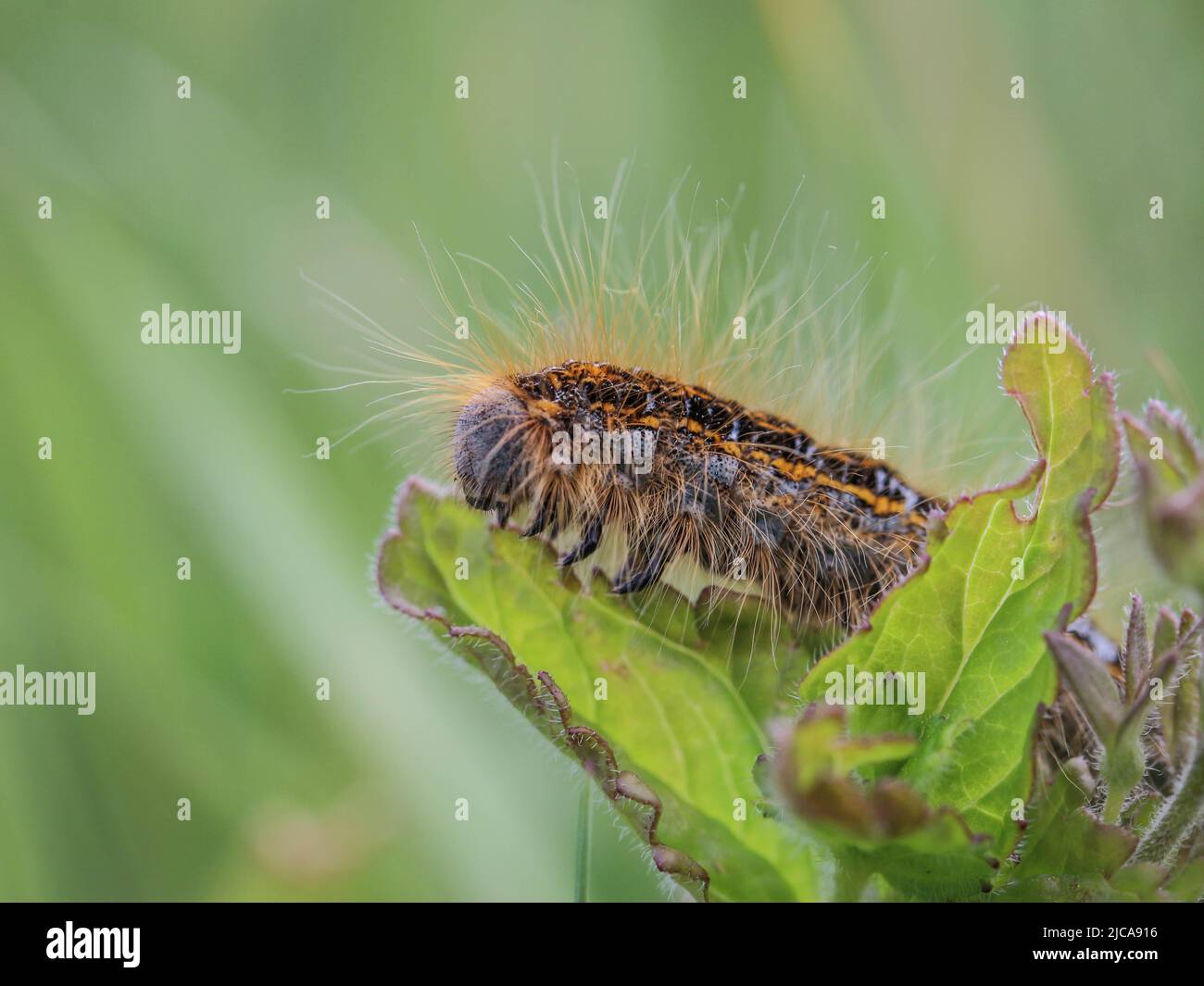 Caterpillar of the ground lackey moth (latin name: Malacosoma ...