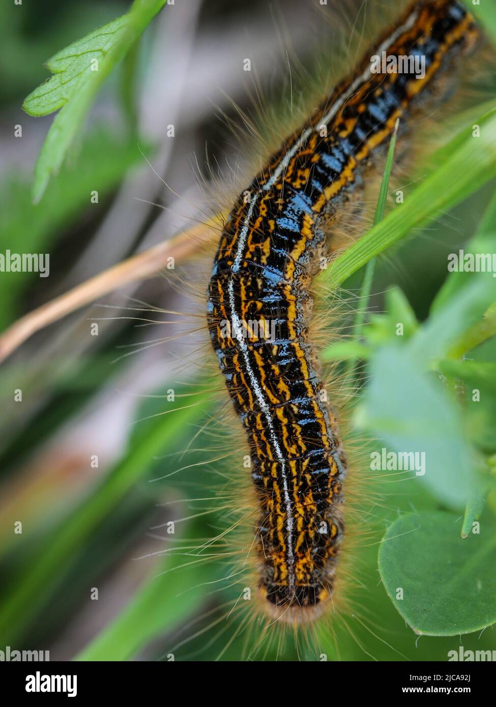 Caterpillar of the ground lackey moth (latin name: Malacosoma ...