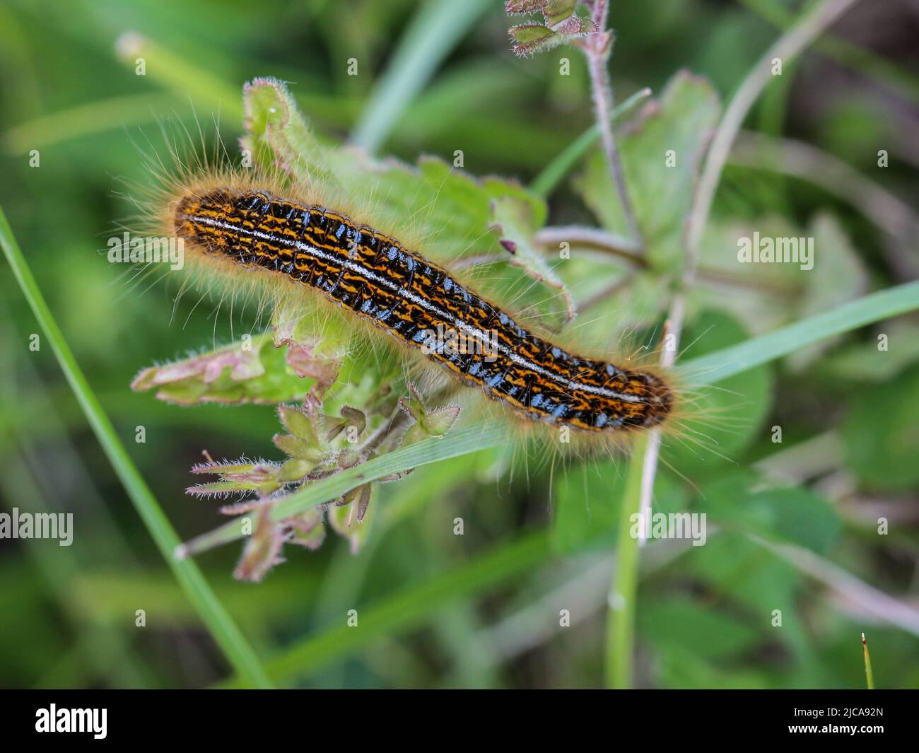 Caterpillar of the ground lackey moth (latin name: Malacosoma ...