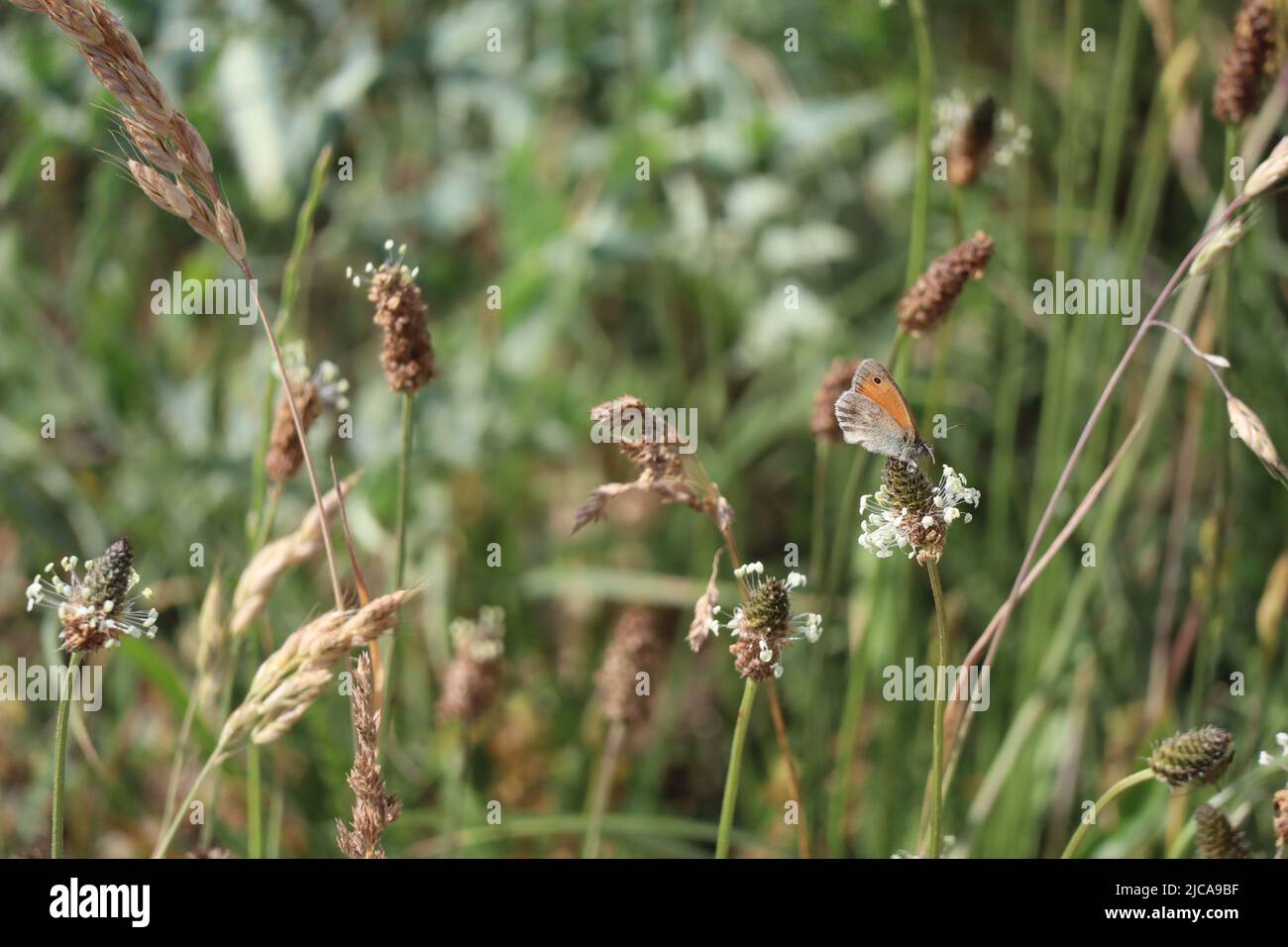 inconspicuous little small Heath on Buckhorn Stock Photo - Alamy