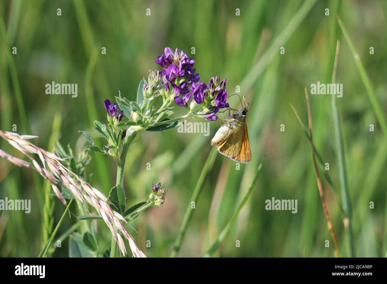 a Large skipper butterfly on an Alfalfa Stock Photo - Alamy