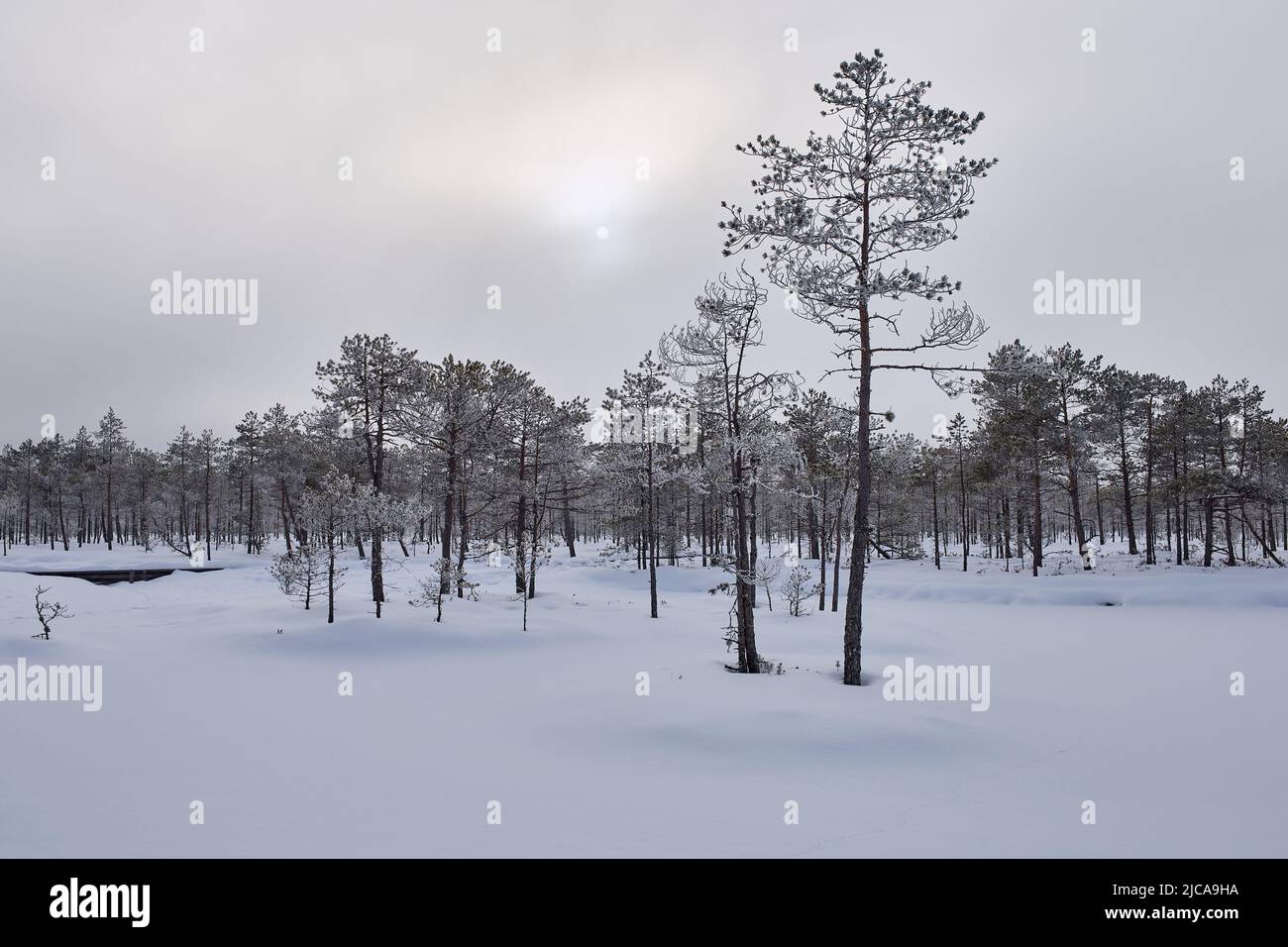 Snow Landscape in Estonia near Russian Border Stock Photo - Alamy