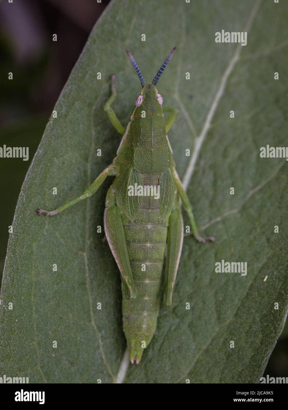Green adult female of endemic locust Pyrgomorphella serbica on mount ...